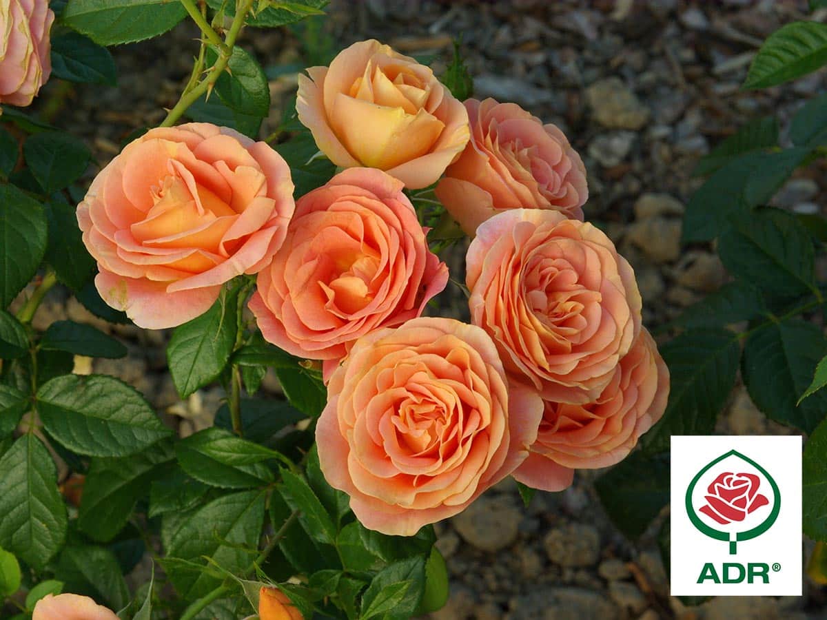 Angebote – Salzachblume