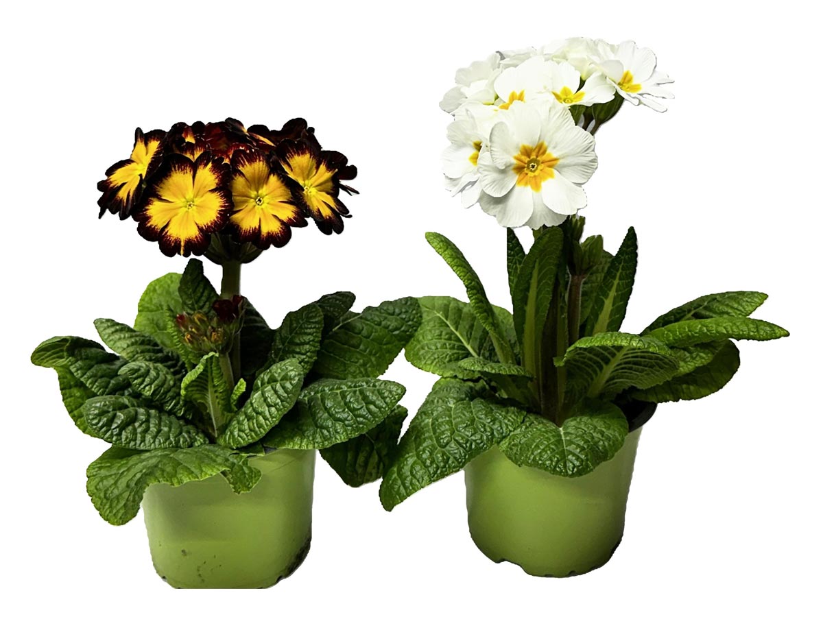 Angebote – Salzachblume